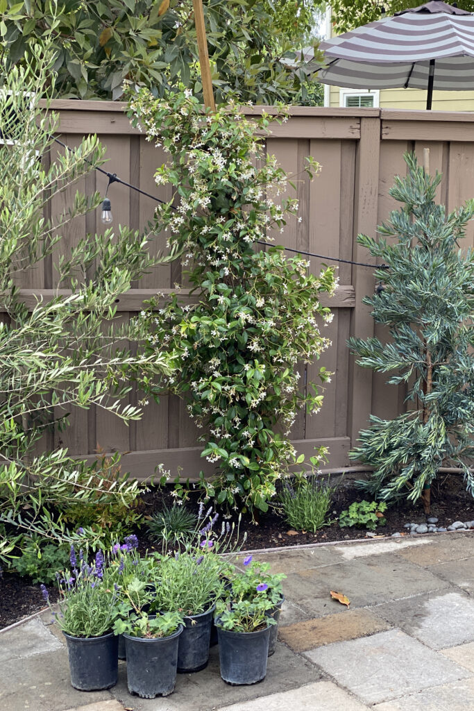 Italian Inspired Backyard Remodel — Pink Peppermint Design